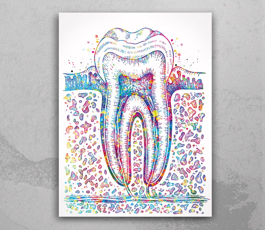 Molar Tooth Cross Section Watercolor Print Teeth Medical Art Surgeon ...