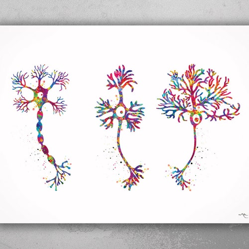 Neuron Types Art Watercolor Print Science Poster Neurology - Etsy