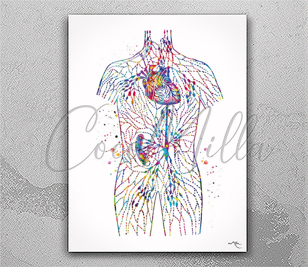 Lymphatic System Watercolor Print Endocrinology Lymph Nodes Anatomy ...