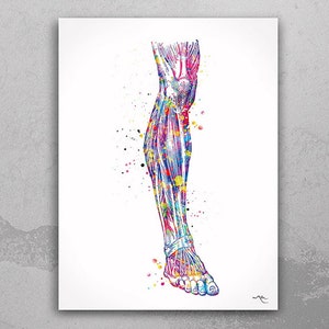 Leg Anatomy Watercolor Print Orthopedic Knee Ankle and Foot Leg Muscles ...