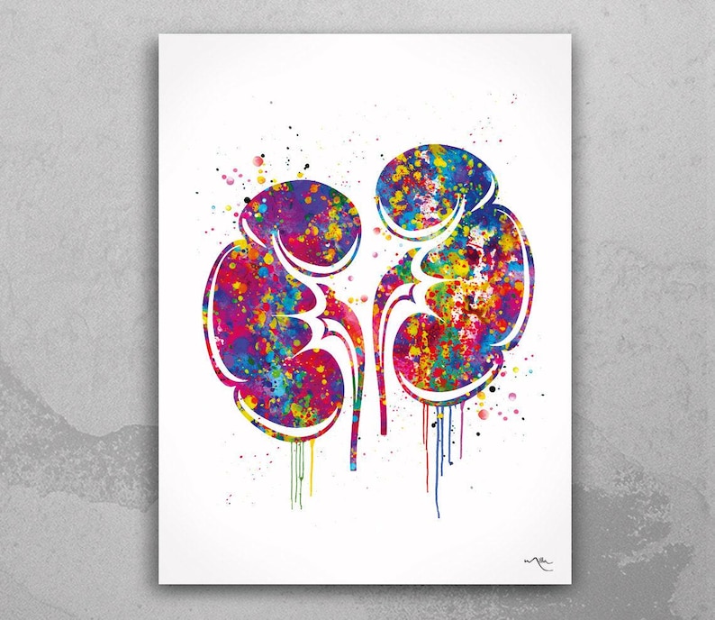 Kidneys Anatomy Watercolor Print, Nephrology Clinic Art-1151 - Etsy