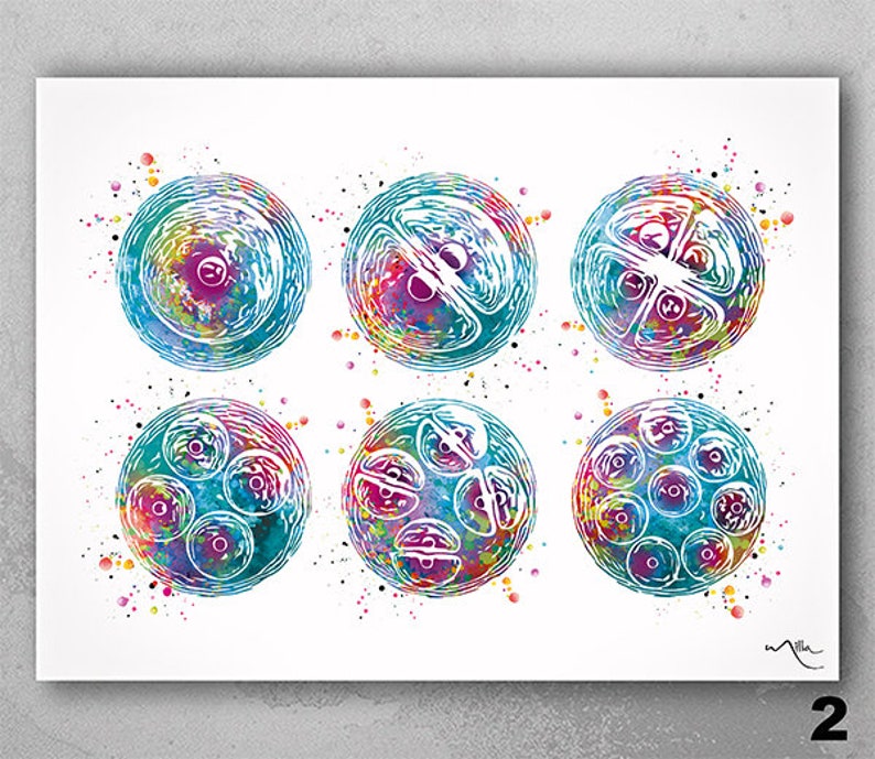 Mitosis Watercolor Print Cell Division Medical Art Biology Lab - Etsy