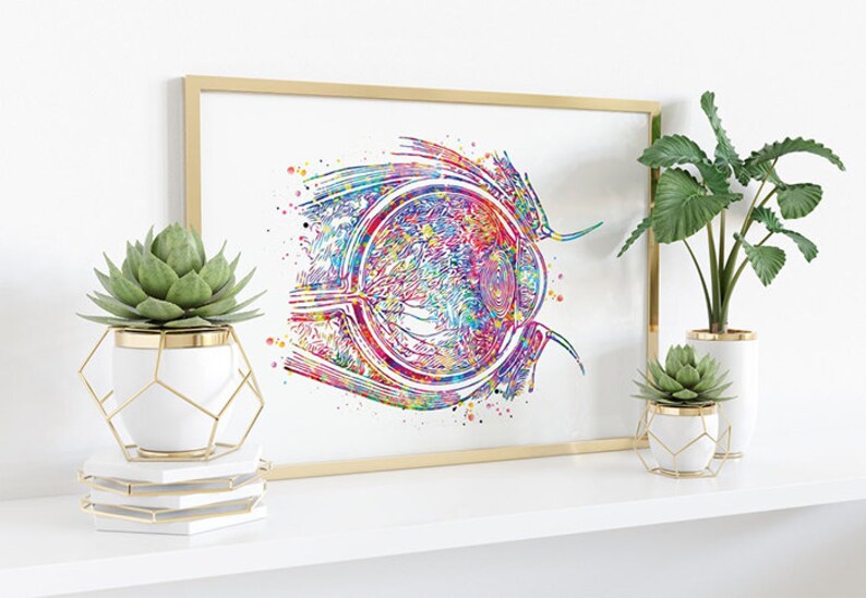 Eye Cross Section Watercolor Print Eye Anatomy Optometrist | Etsy