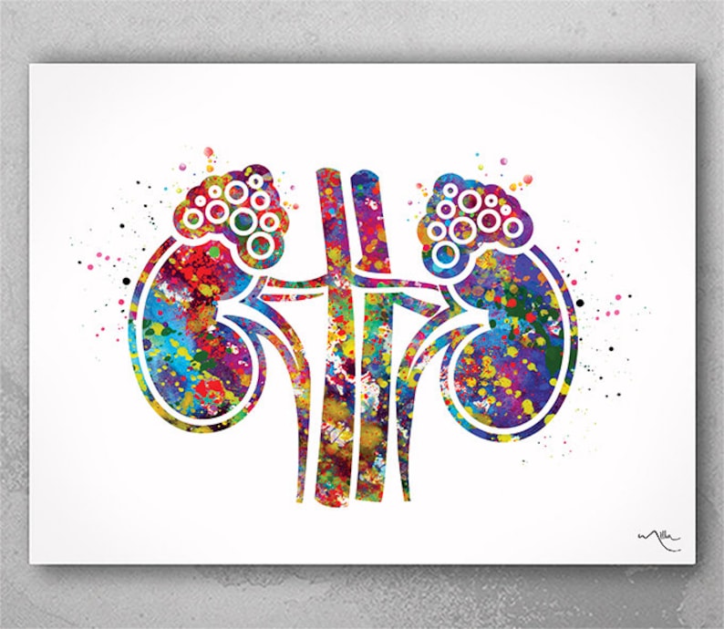 Adrenal Gland Art Watercolor Print Kidney Anatomy Medical Art - Etsy