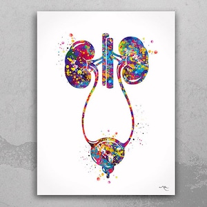Urology Art Watercolor Print Set of 3 Office Clinic Urinary Tract Wall ...
