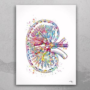 Urology Art Watercolor Print Set of 3 Office Clinic Urinary Tract Wall ...