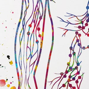 Lymphatic System Watercolor Print Endocrinology Lymph Nodes Anatomy ...