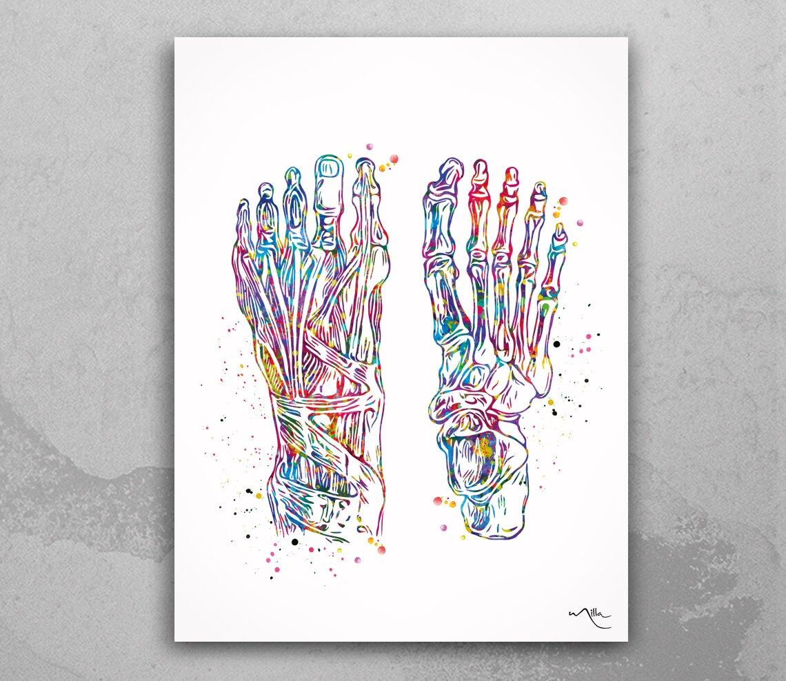 Foot Anatomy Watercolor Print Skeletal Feet Muscles Medical | Etsy UK