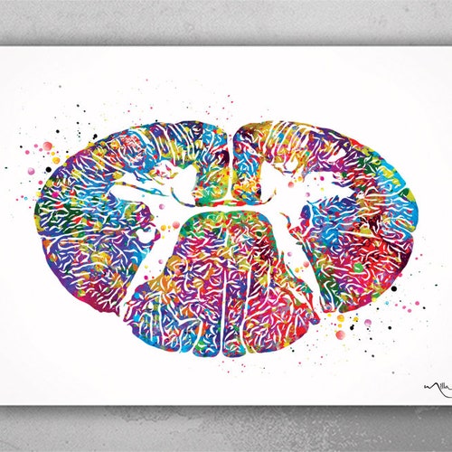 Lumbar Spinal Cord Cross Section Watercolor Print Medical Art - Etsy