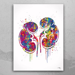 Kidneys Anatomy Watercolor Print Human Organs Gastrointestinal ...