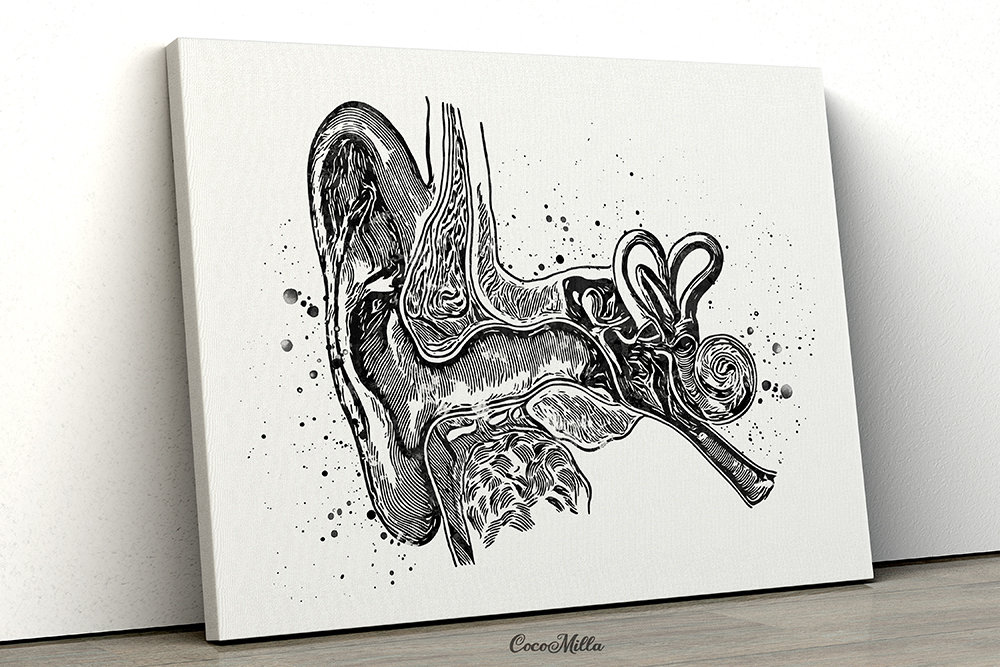 Ear Anatomy Watercolor Print, Audiologist Gift, Medical Art-1138 - Etsy ...