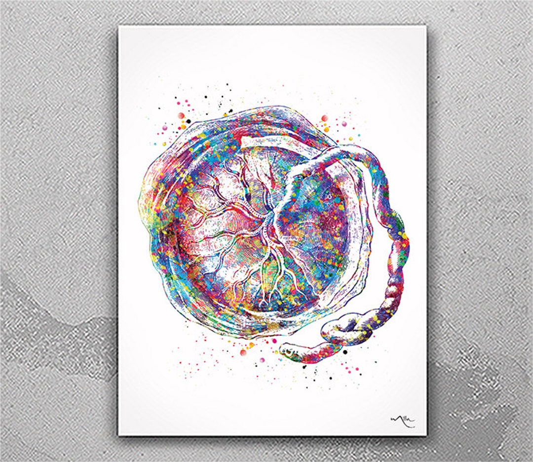 Placenta Umbilical Cord Watercolor Art Print, Pregnancy Gift-2699 - Etsy