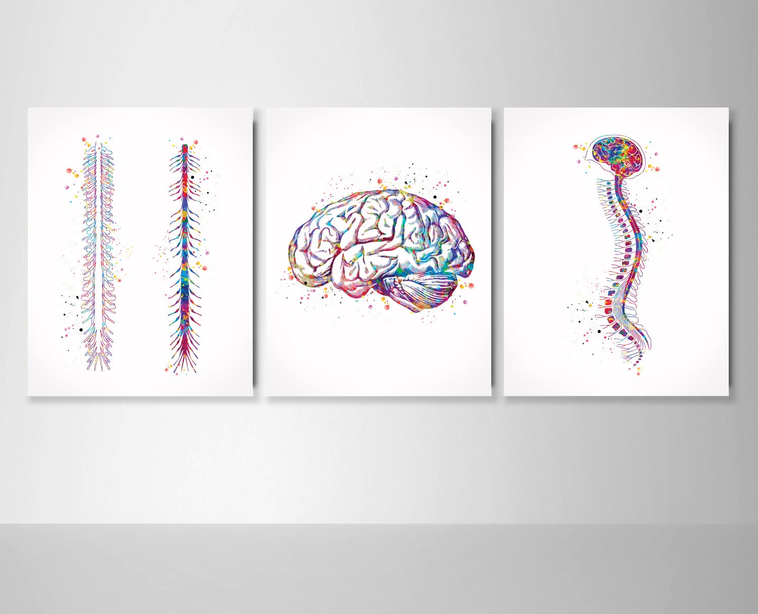 Brain And Spine Illustration