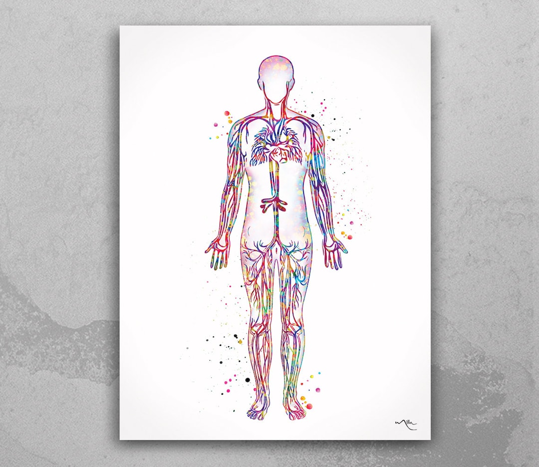 Blood Vessels Watercolor Print Circulatory System Human Veins Human ...
