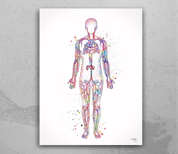 Circulatory System Clip Art