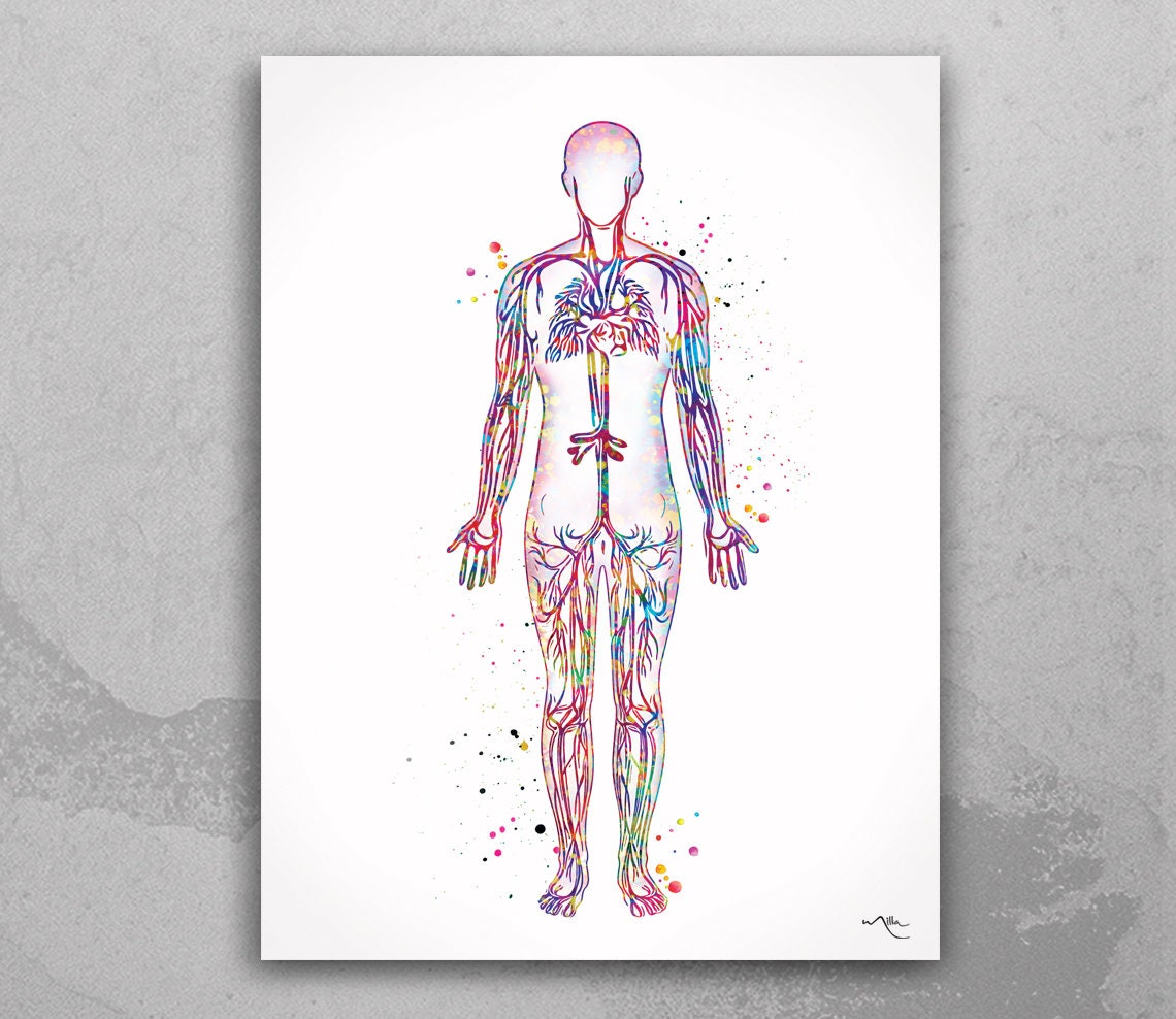 Blood Vessels Watercolor Print Circulatory System Human Veins | Etsy