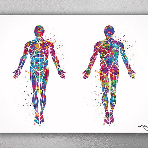 Muscular Art Watercolor Print Human Body Anatomy Art Medical - Etsy