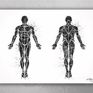 Muscular System Watercolor Print Human Body Anatomy Art Medical Art ...