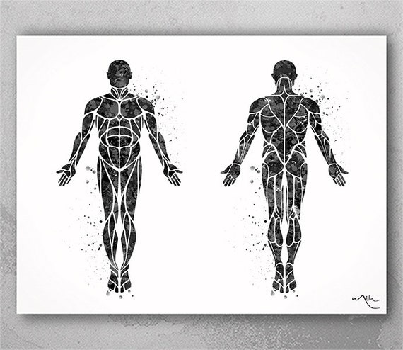 Muscular System Sketch