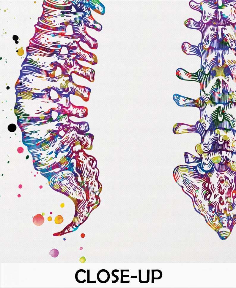 Spine Watercolor Print Human Spine Anatomy Art Medical Art | Etsy