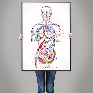 Human Body Internal Organs Watercolor Print Anatomy Wall Art Poster ...
