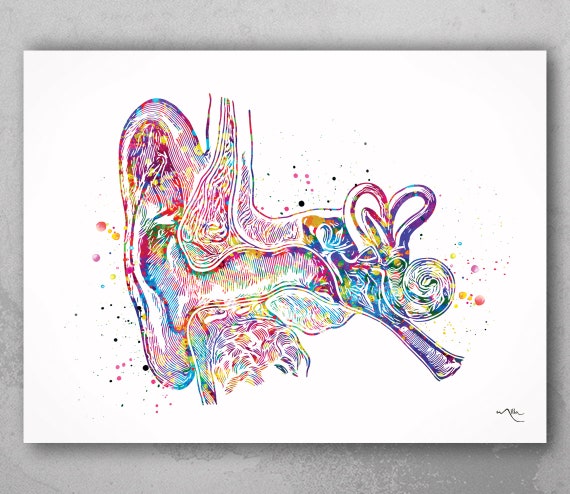 Ear Anatomy Watercolor Print Audiologist Gift Audiology Poster | Etsy