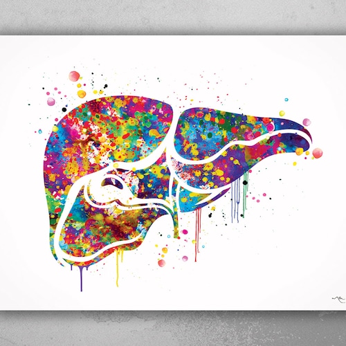 The Liver Watercolor Print the Human Liver Poster Medical Art - Etsy