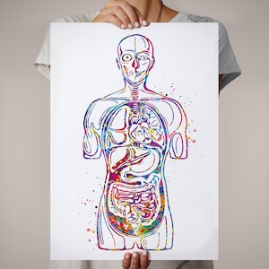 Human Body Internal Organs Watercolor Print Anatomy Wall Art Poster ...