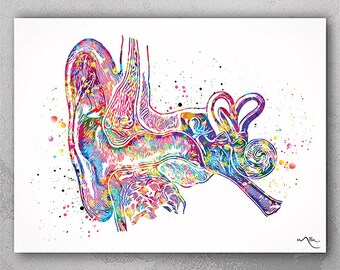 Ear Anatomy Poster - Etsy