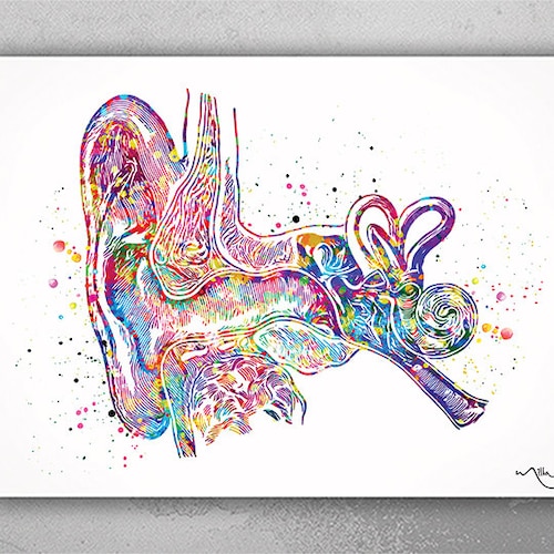 Audiology Art Anatomy Art Watercolor Art Print Human Ear - Etsy