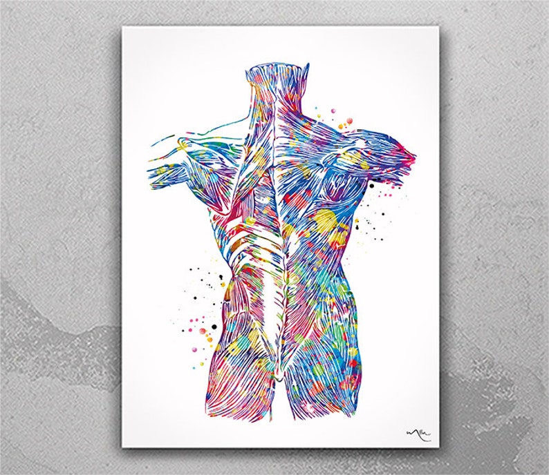 Muscles of Back Watercolor Print Human Anatomy Medical Art - Etsy