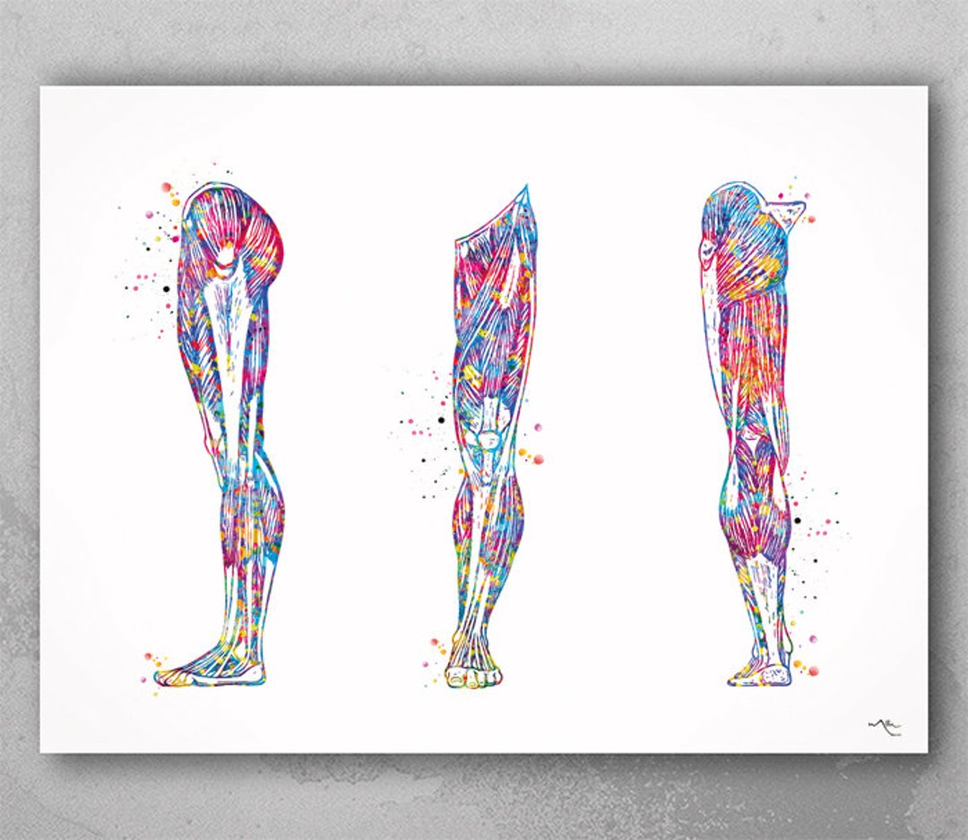 Human Leg Muscles Watercolor Print Leg Anatomy Orthopedic Leg Muscles ...
