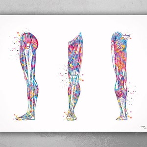 Human Leg Muscles Watercolor Print Leg Anatomy Orthopedic Leg Muscles ...
