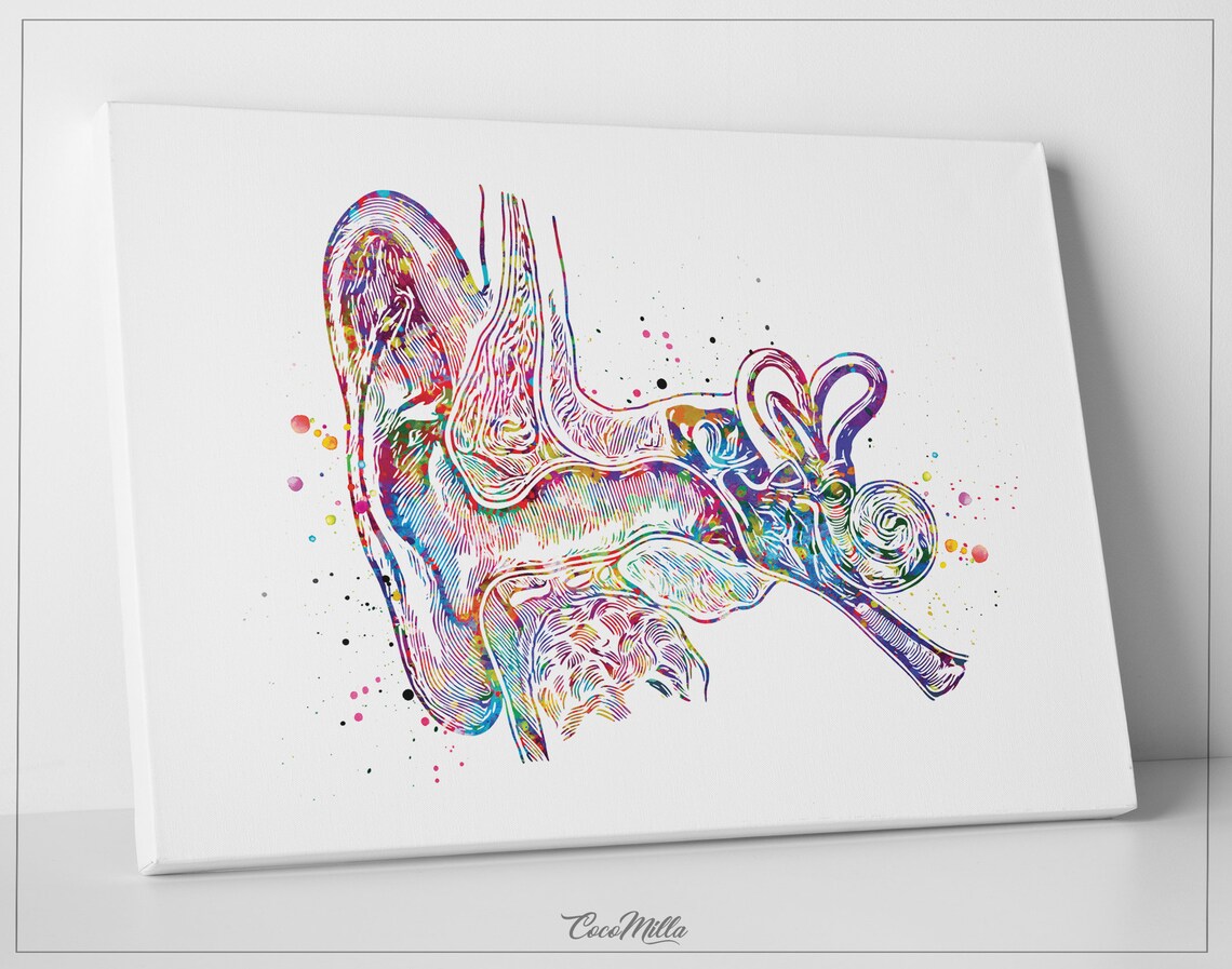 Ear Anatomy Watercolor Print Audiologist Gift Audiology Poster | Etsy Ear Anatomy Watercolor Print Audiologist Gift Audiology Poster | Etsy