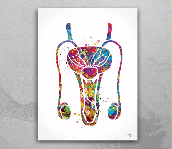 Reproductive System Male Anatomy Watercolor Print Human Organs - Etsy