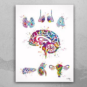 Endocrine Glands Art Watercolor Print Human Anatomy Medical Art Science ...