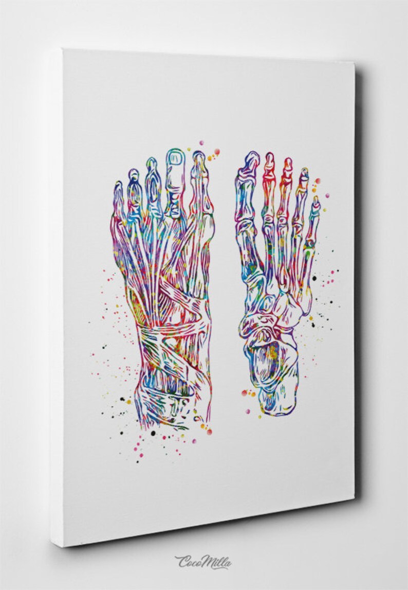 Foot Anatomy Watercolor Print Skeletal Feet Muscles Medical | Etsy