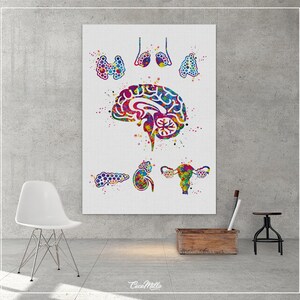 Endocrine Glands Art Watercolor Print Human Anatomy Medical Art Science ...