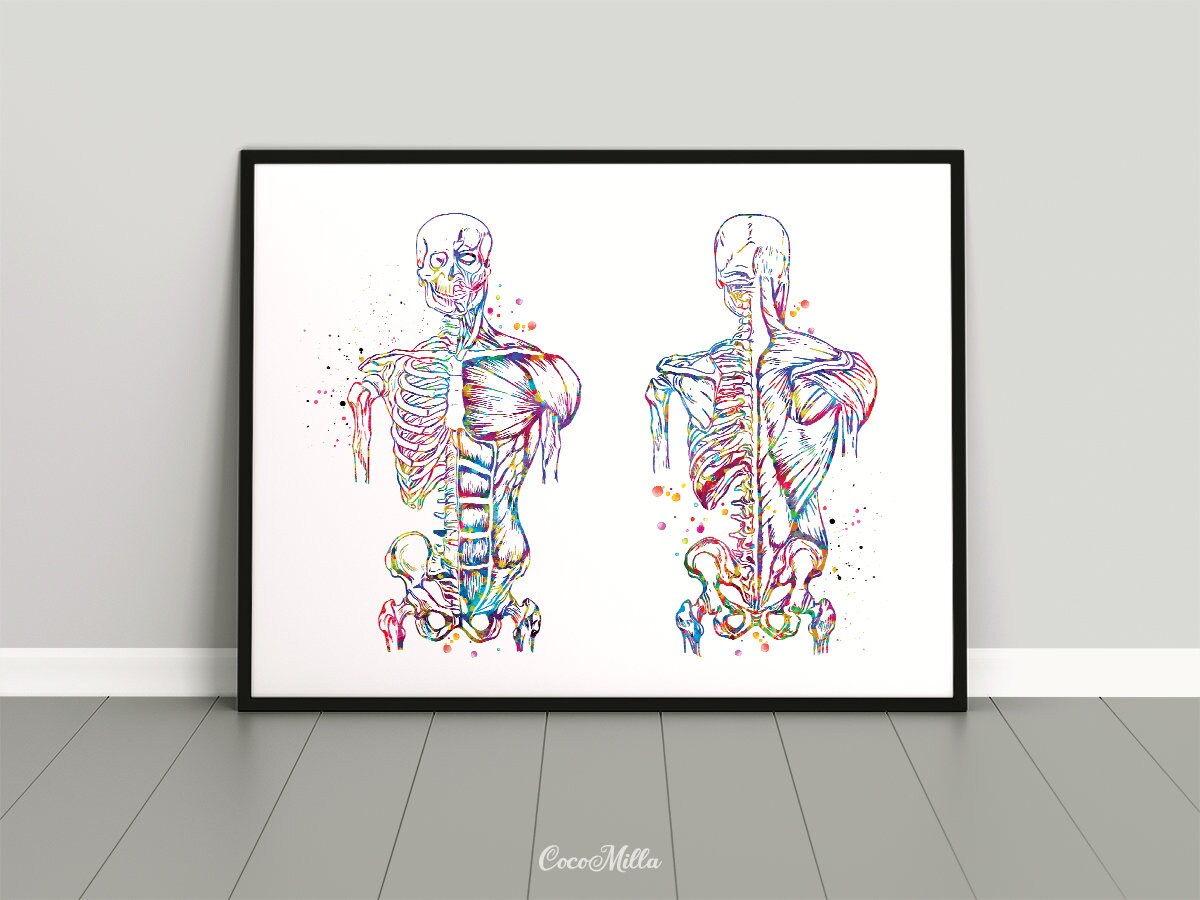 Muscular Art Watercolor Print Human Body Anatomy Art Medical | Etsy