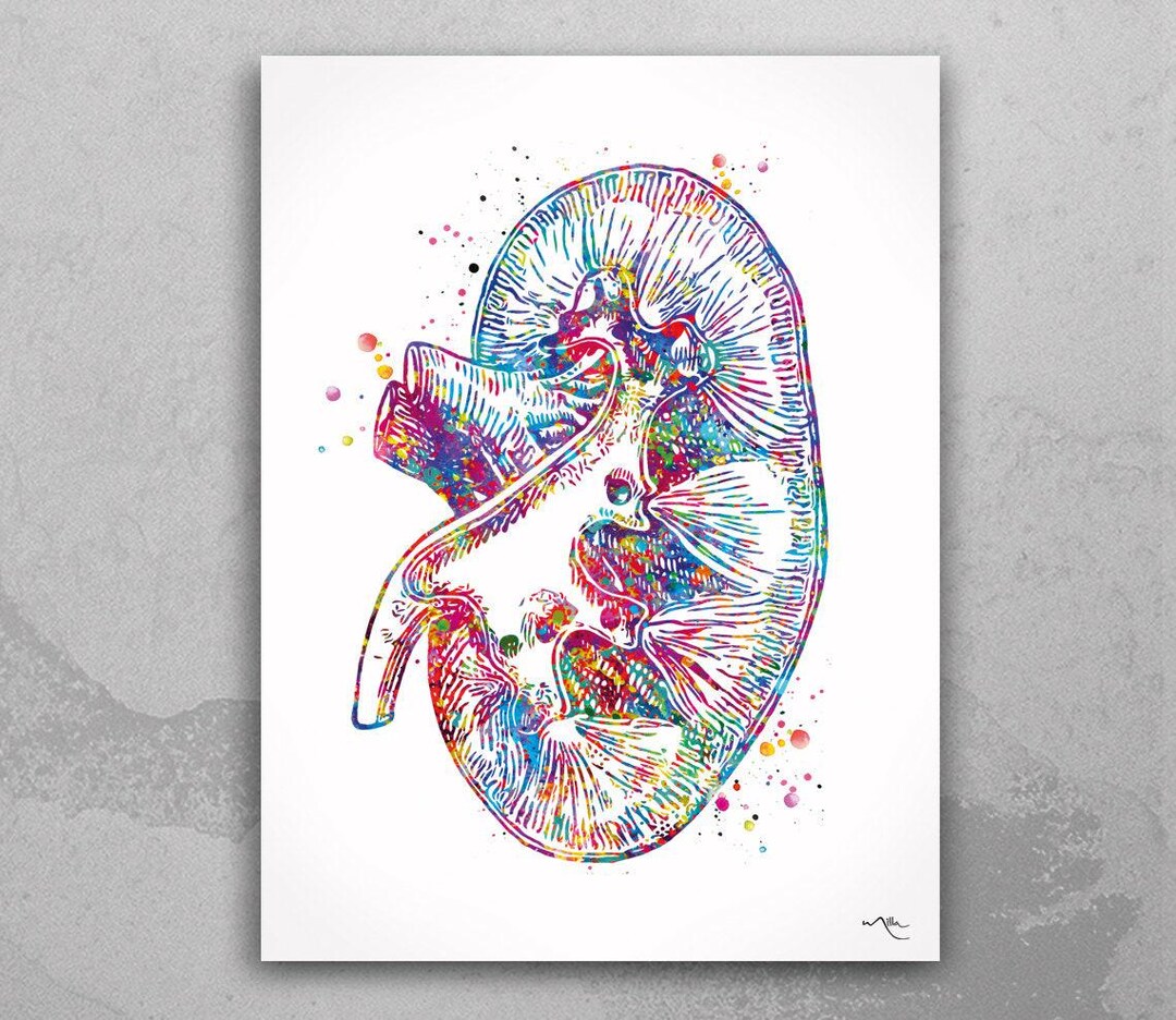 Kidney Art Print: Watercolor Anatomy, Urology Clinic Decor-2309 - Etsy