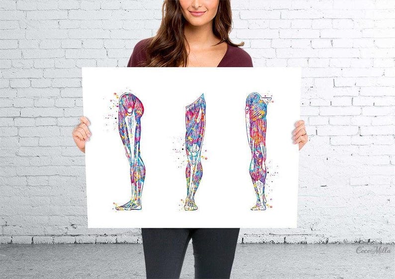 Leg Muscles Watercolor Print, Anatomy Art for Clinic Decor-2345 - Etsy