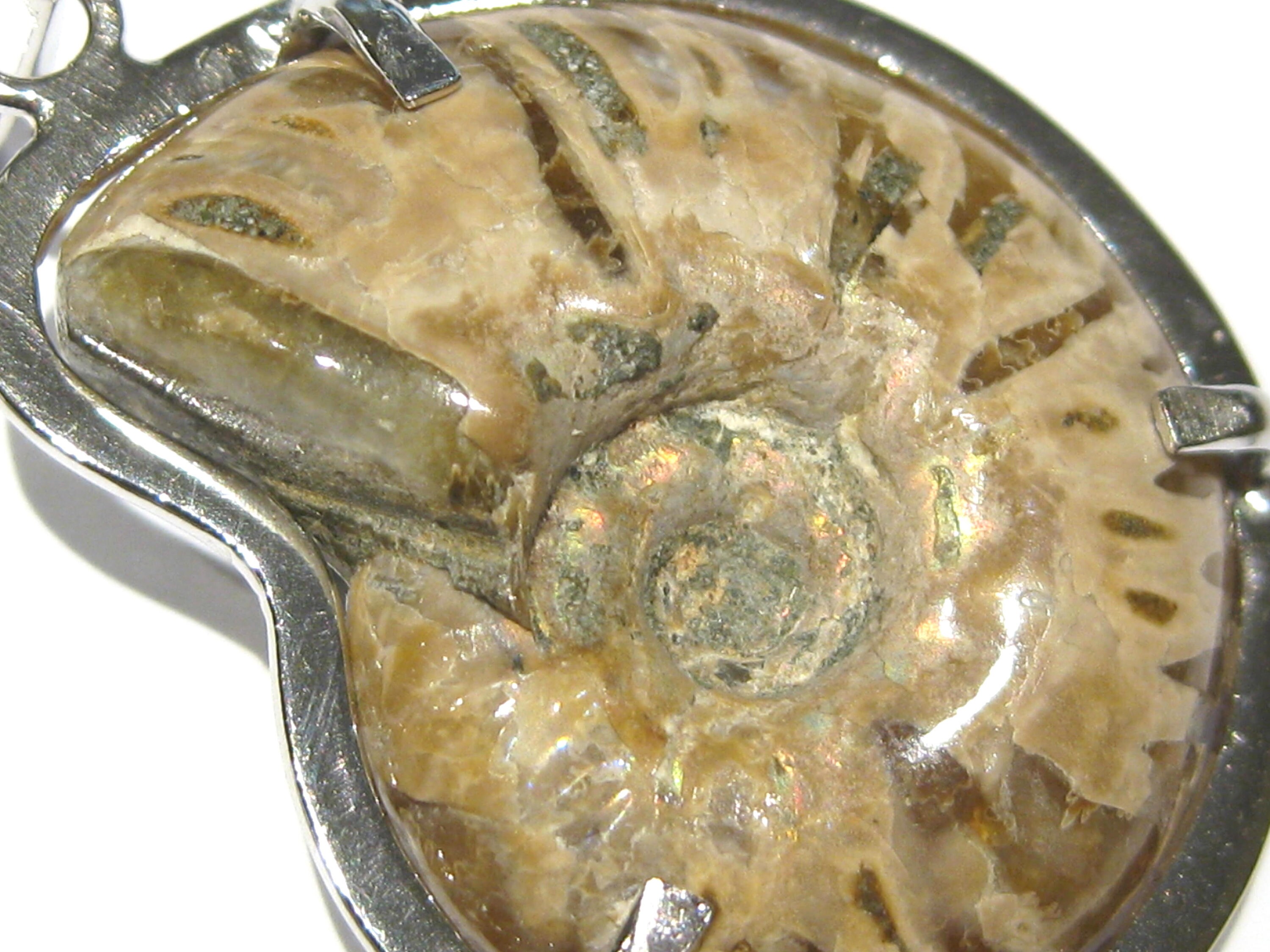 Ammonite Pendant Silver 925% - Etsy