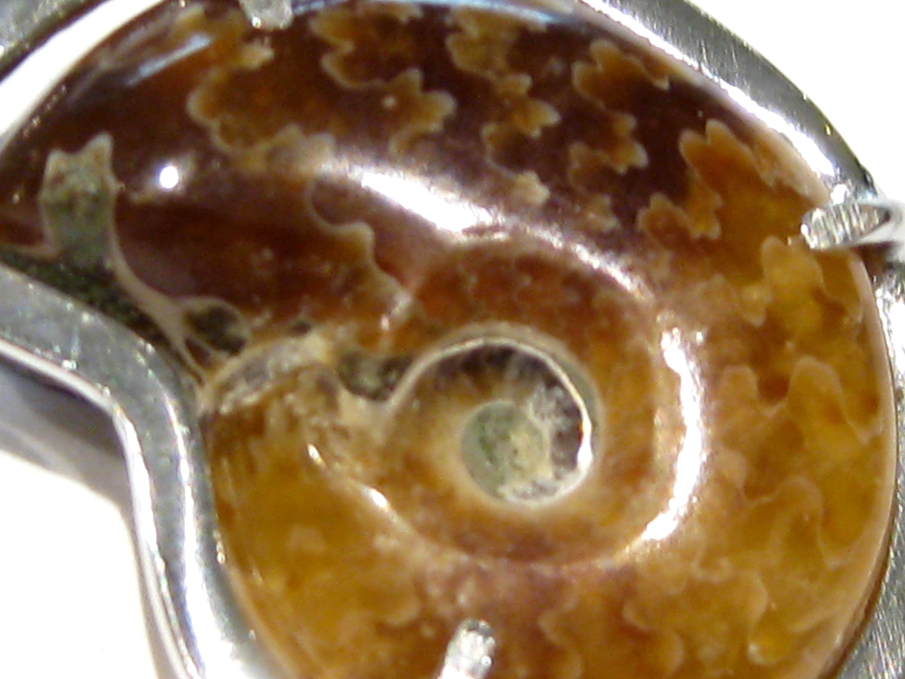 Ammonite Pendant Silver 925% - Etsy