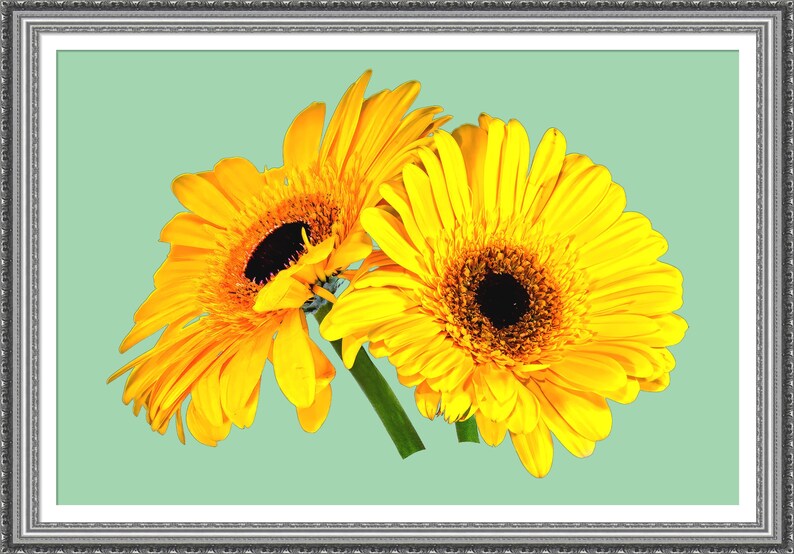 Yellow Gerbera Daisy Flower- PNG Printable Digital Download Photo for ...