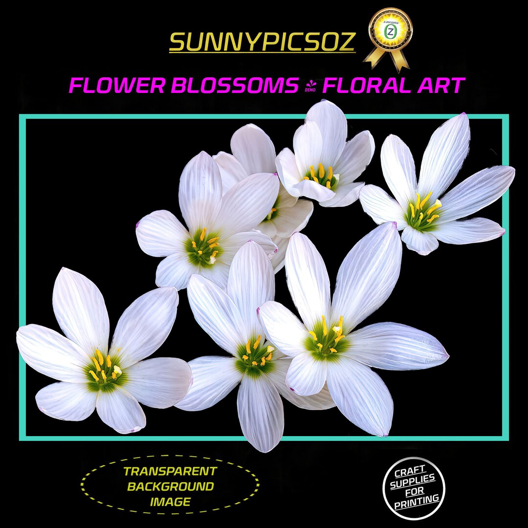 White Fairy Lily - PNG Printable Digital Download Photo for Craft ...