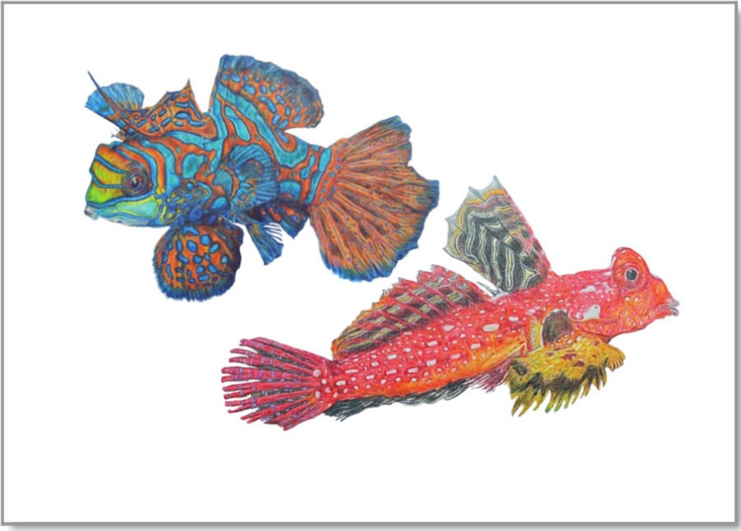 Dragonet Fish Art Print Mandarin Scooter Marine Saltwater Reefer - Etsy
