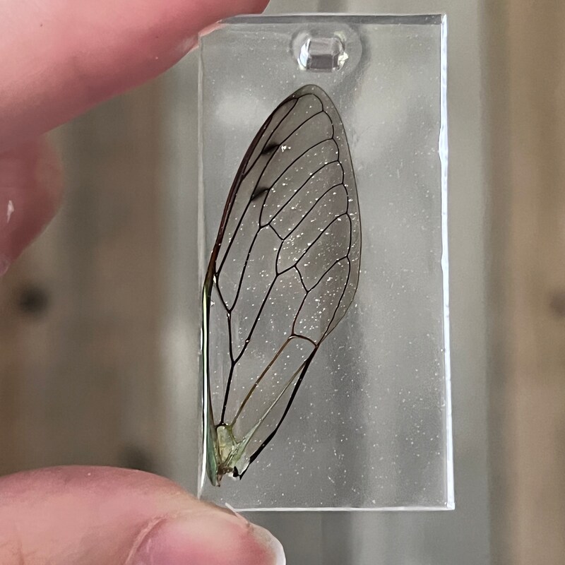 Dragonfly Wing - Etsy