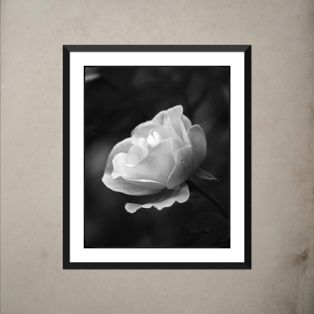 Summer Rose Print, Black and White Photo Art, Garden Flora Museum ...