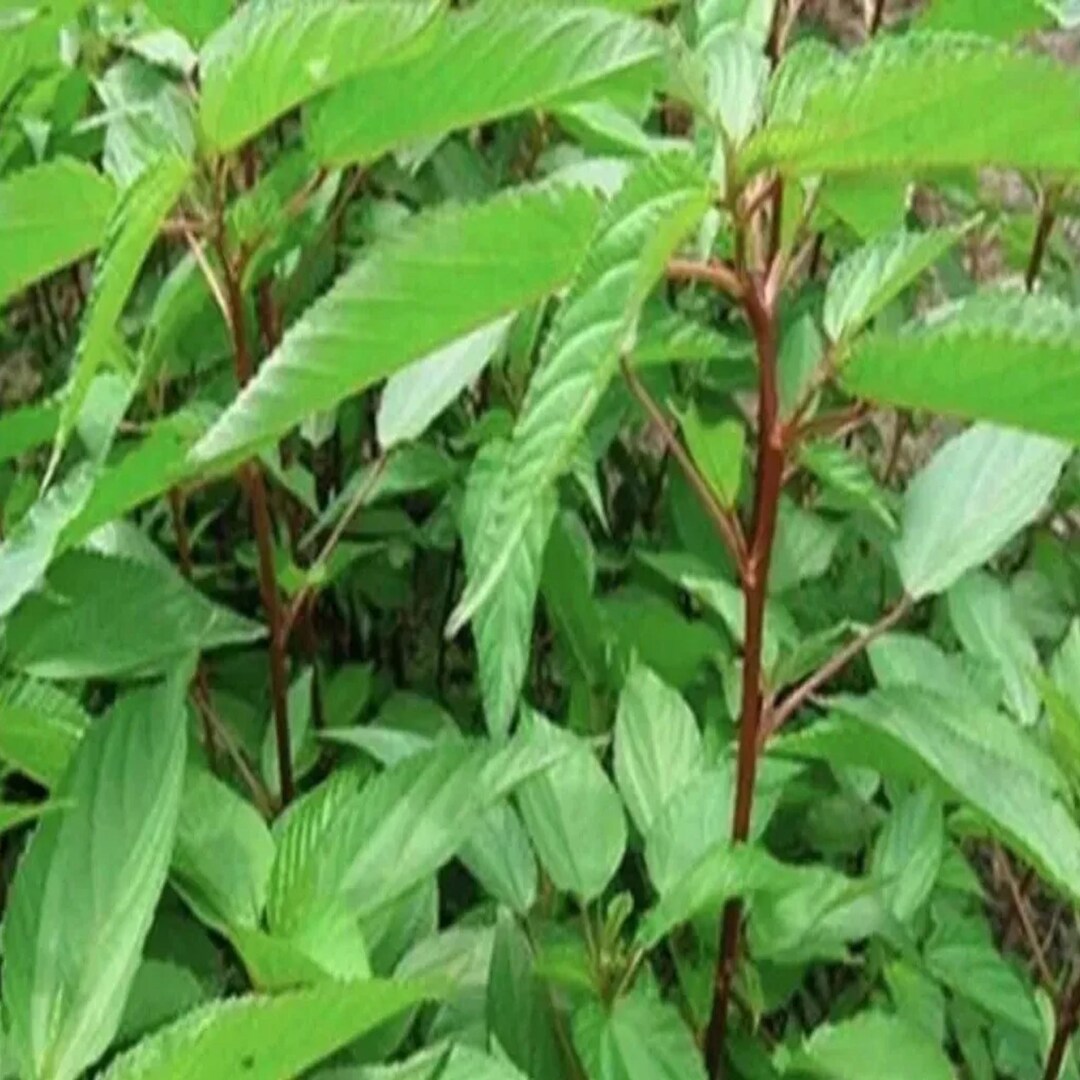 Red Jute Vegetables, Red Jute Vegetable Seeds/high Quality Jute ...