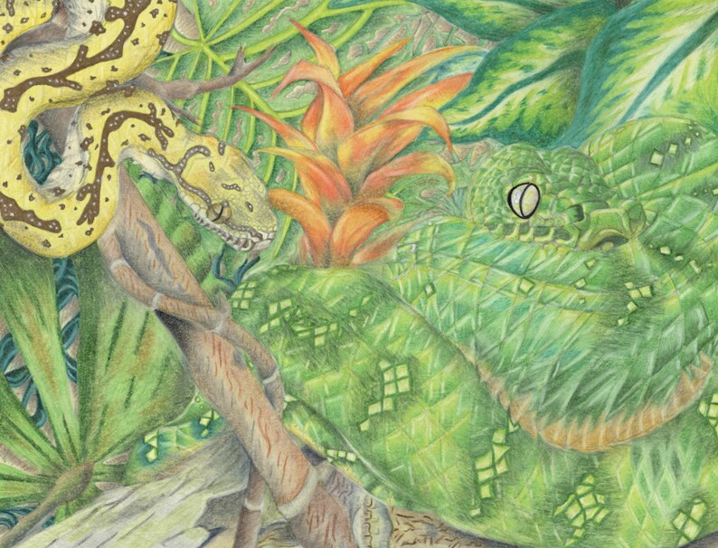 Emerald Tree Boa and Green Tree Python - Etsy